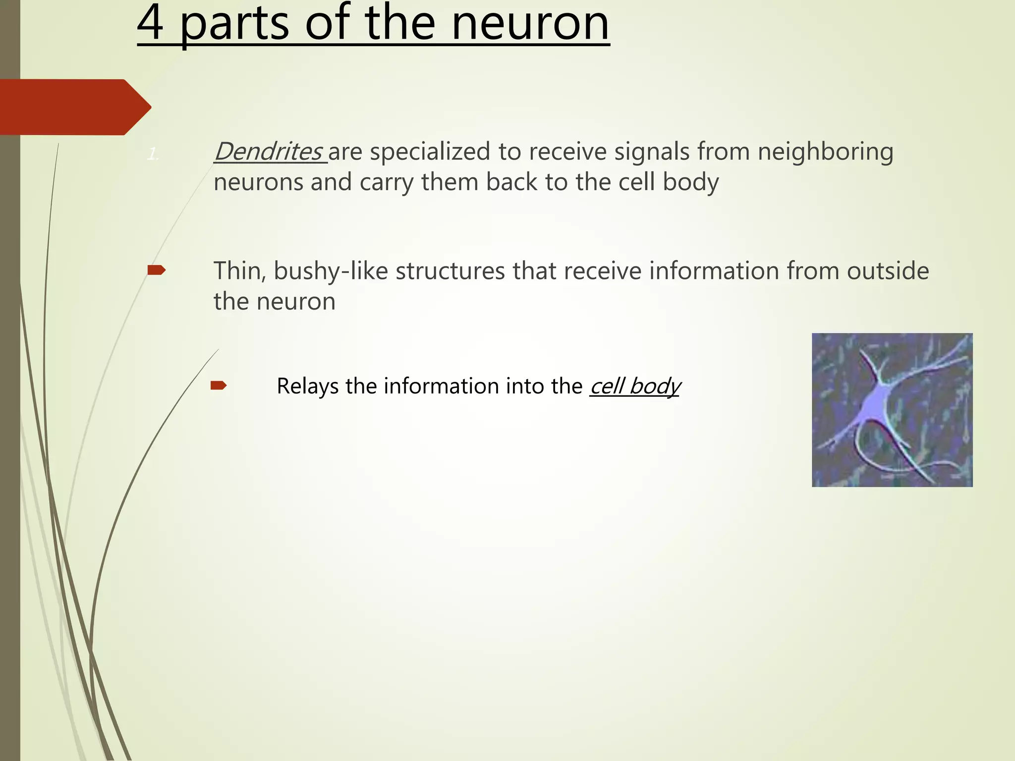 Introduction to neurons | PPTX