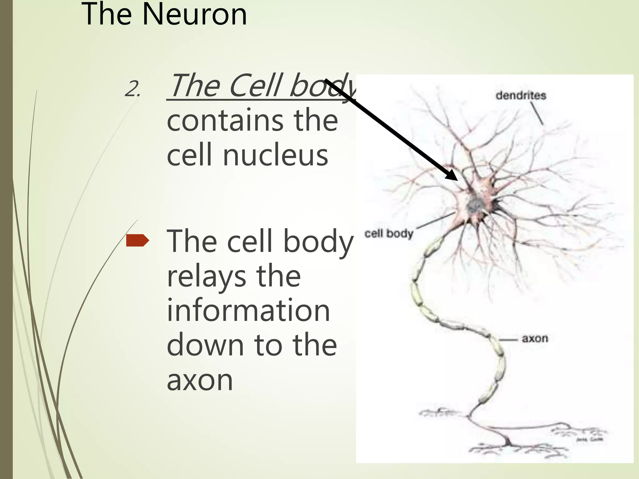 Introduction to neurons | PPTX