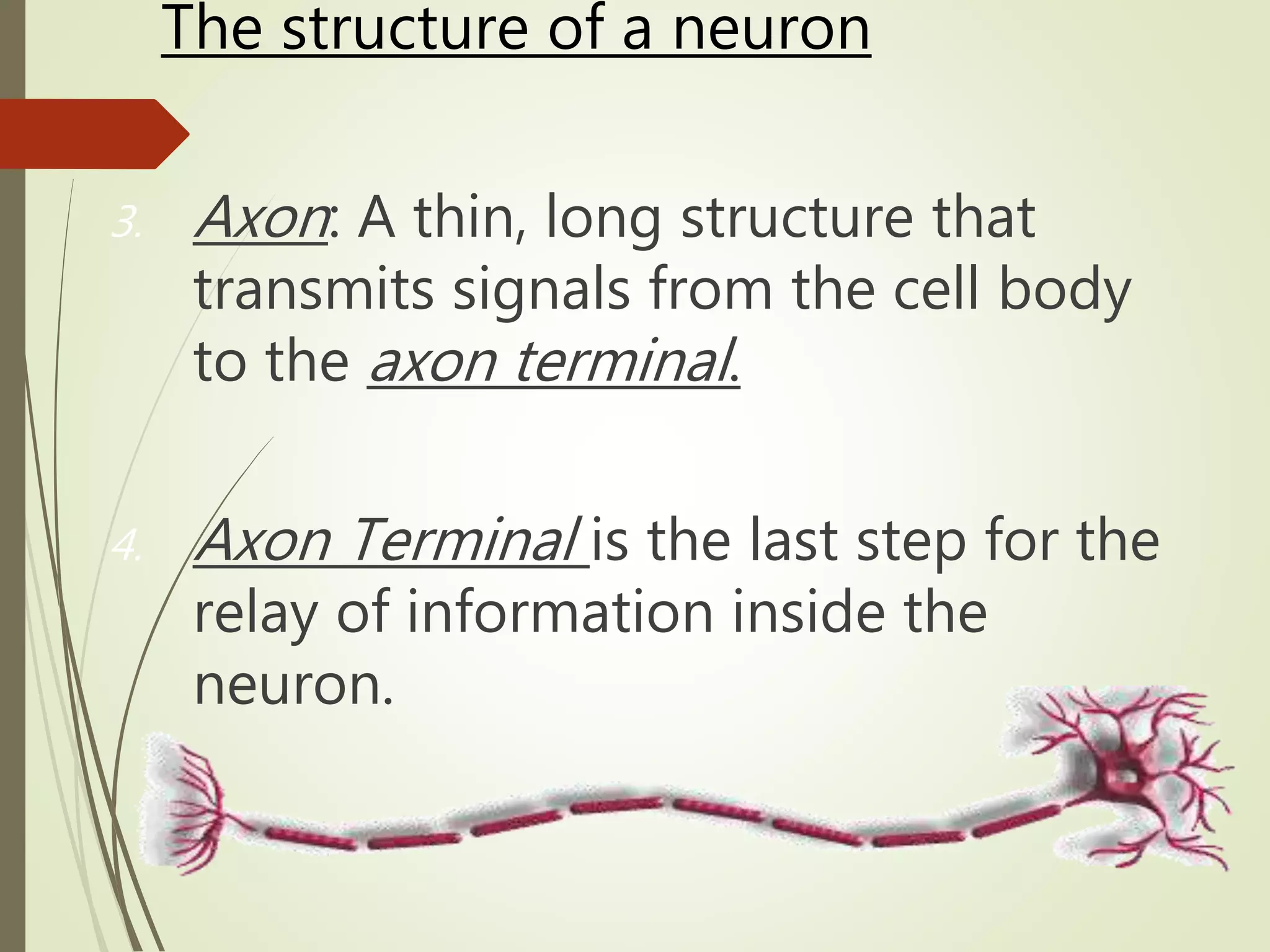 Introduction to neurons | PPTX