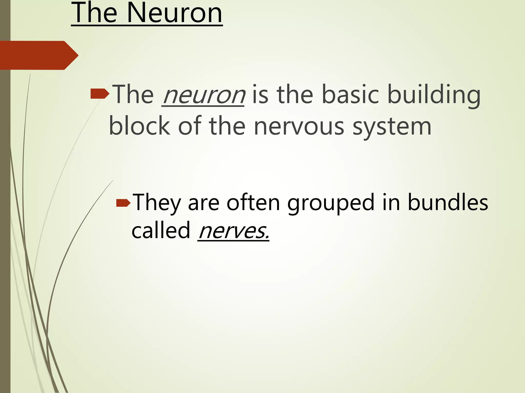 Introduction to neurons | PPTX
