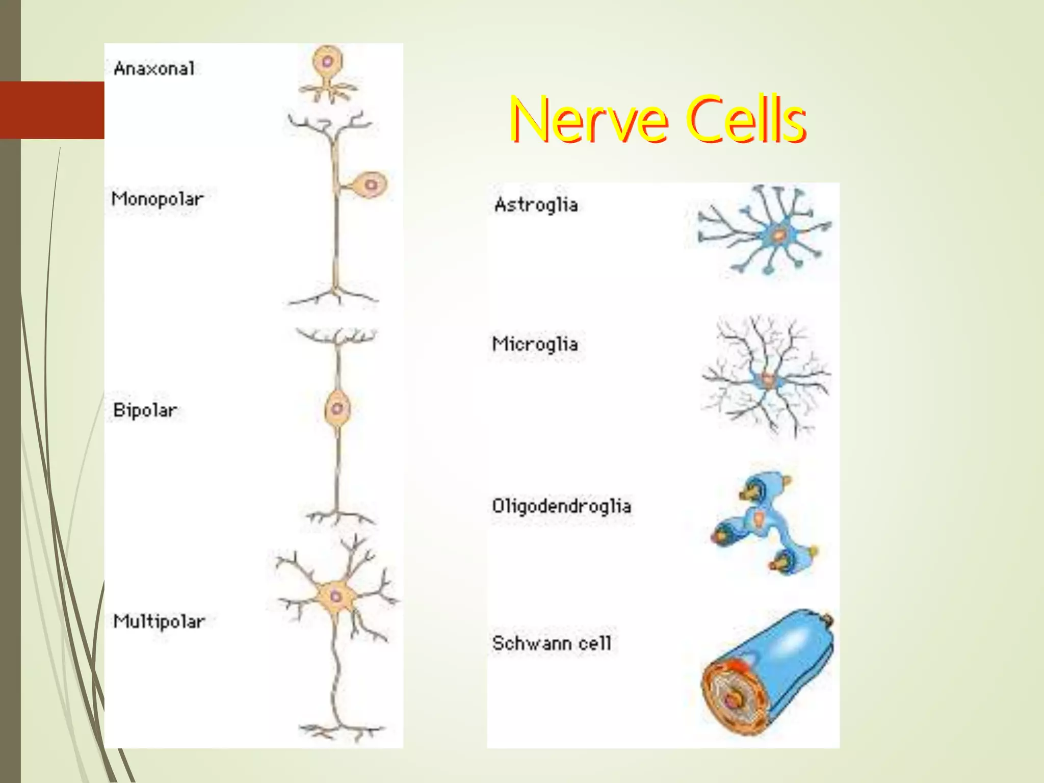Introduction to neurons | PPTX