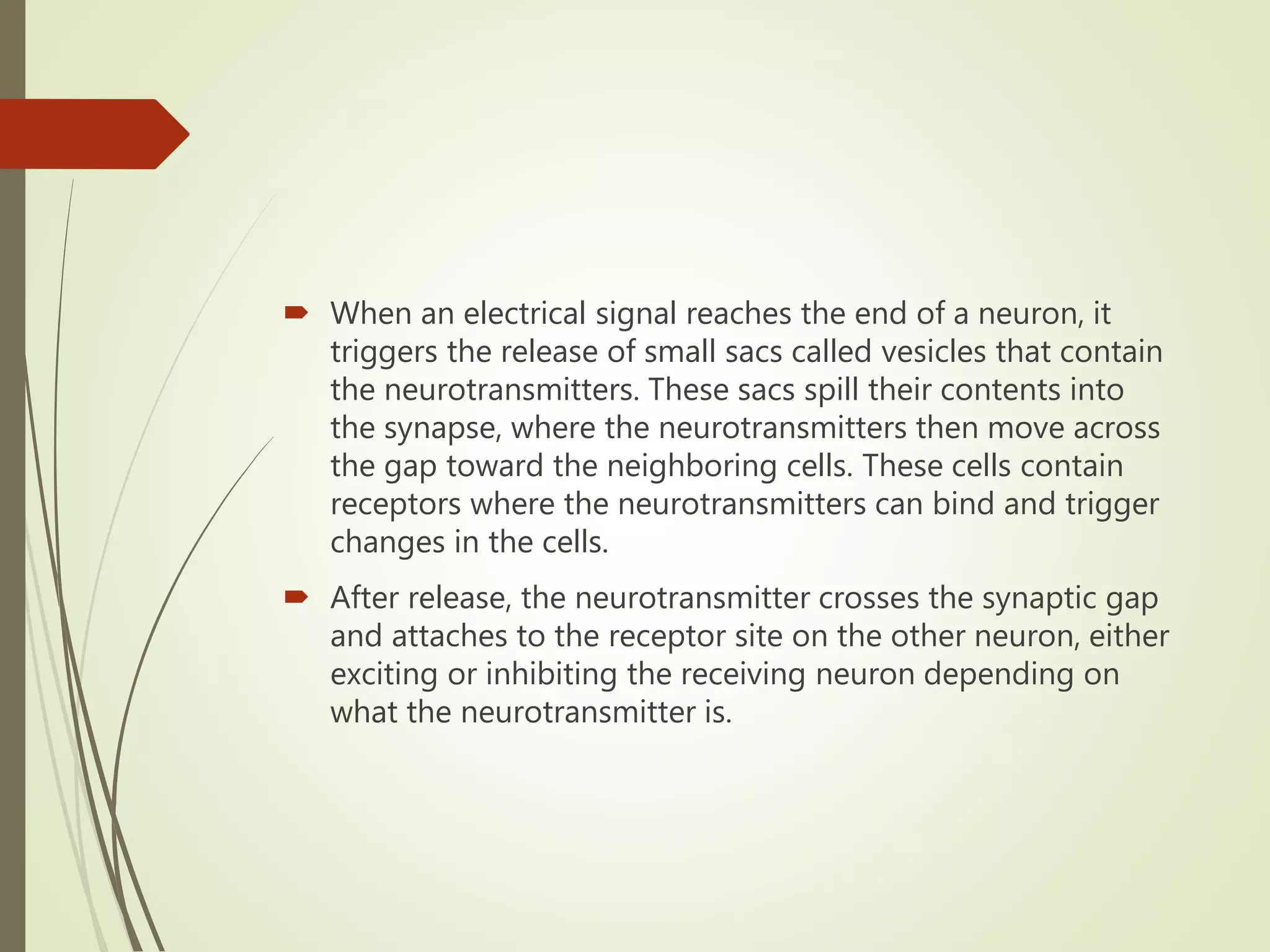 Introduction to neurons | PPTX