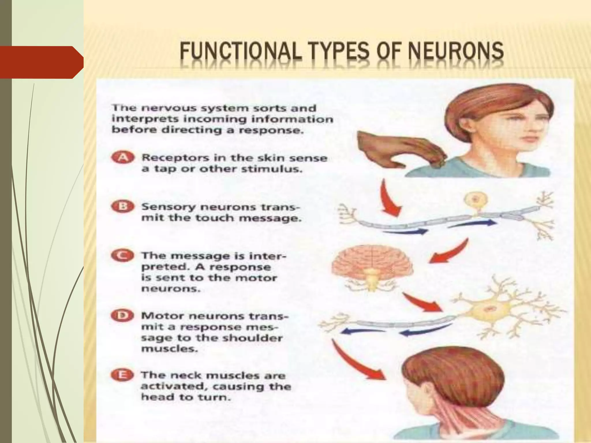 Introduction to neurons | PPTX