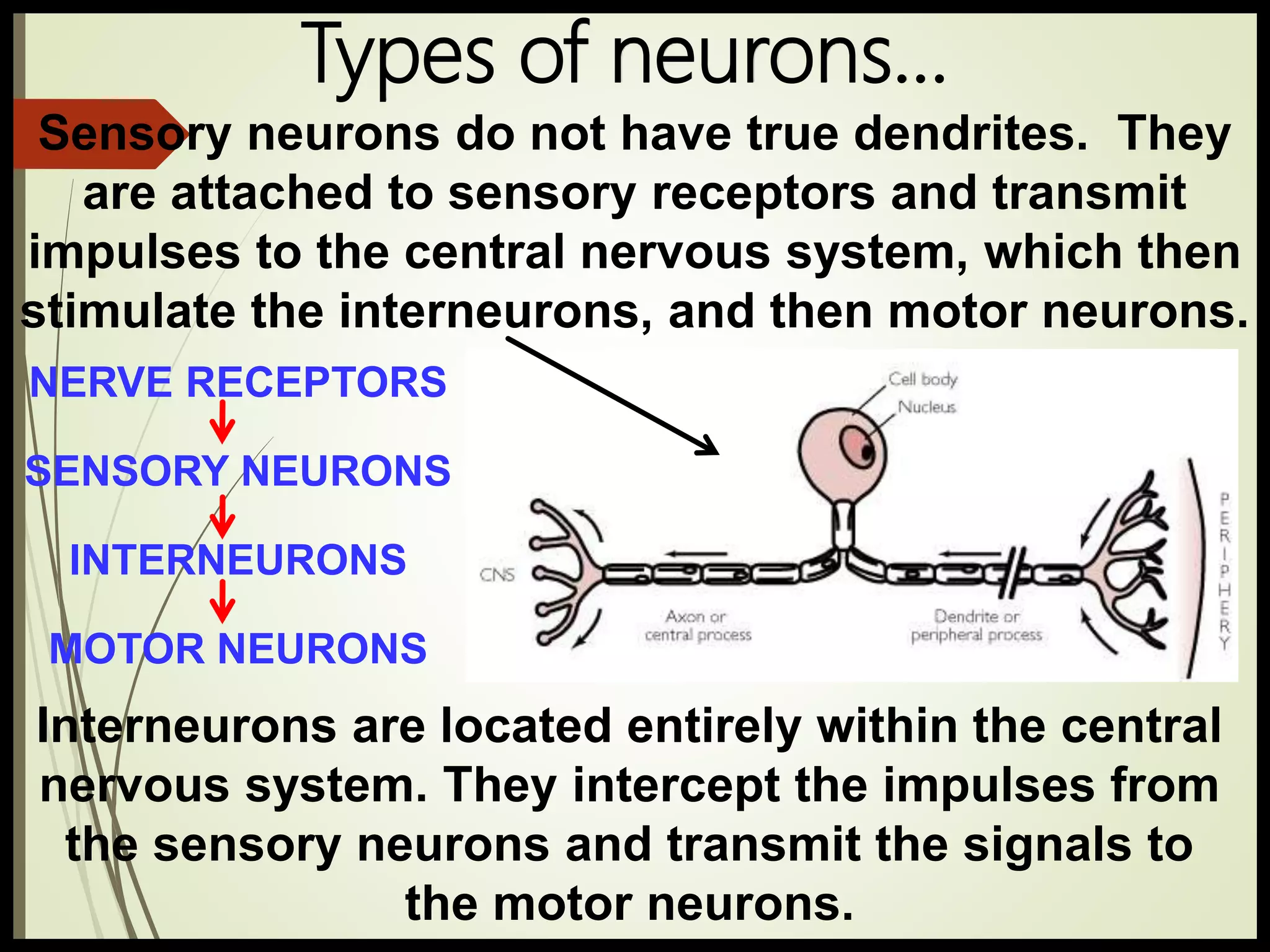 Introduction to neurons | PPTX