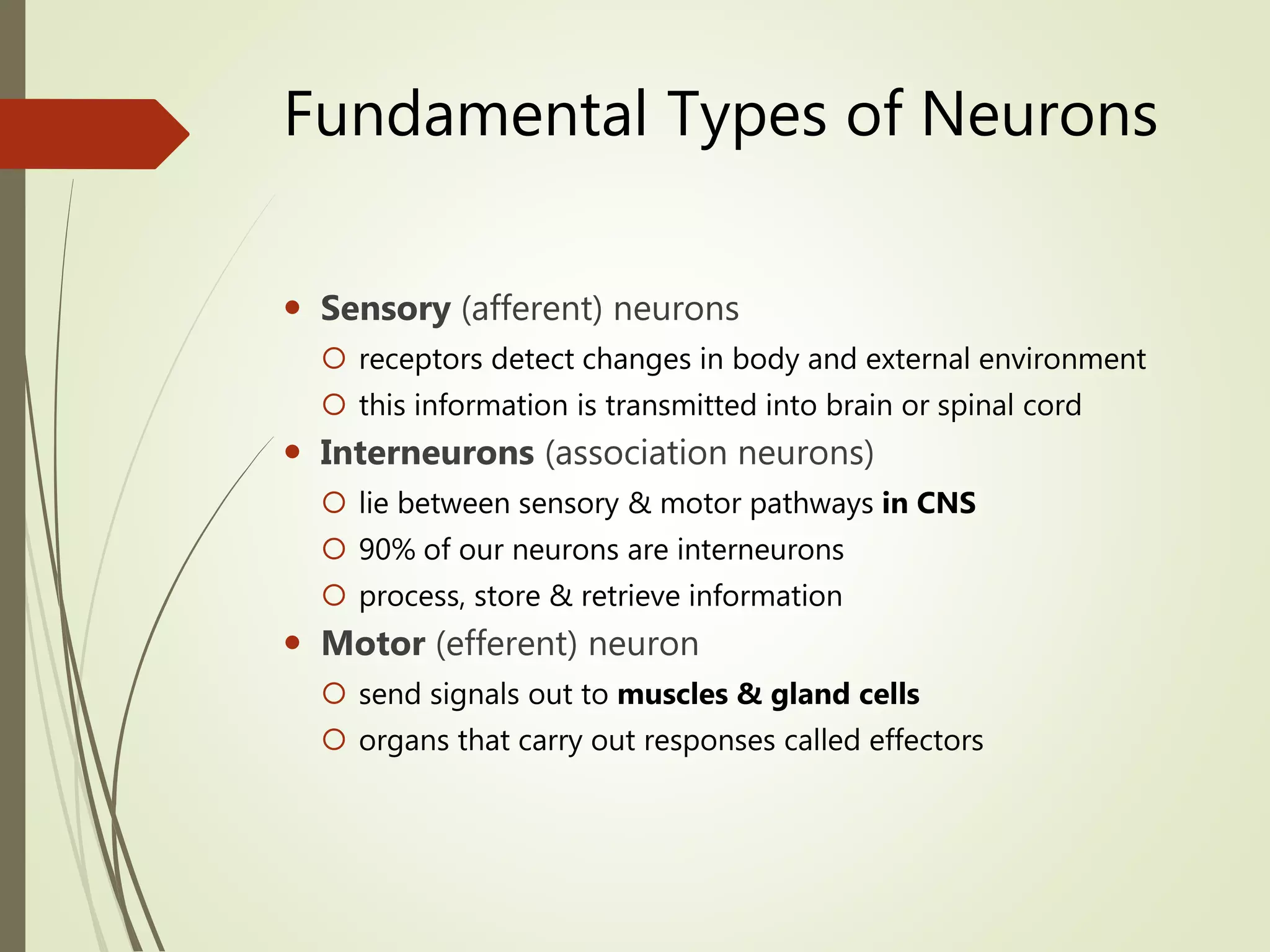 Introduction to neurons | PPTX