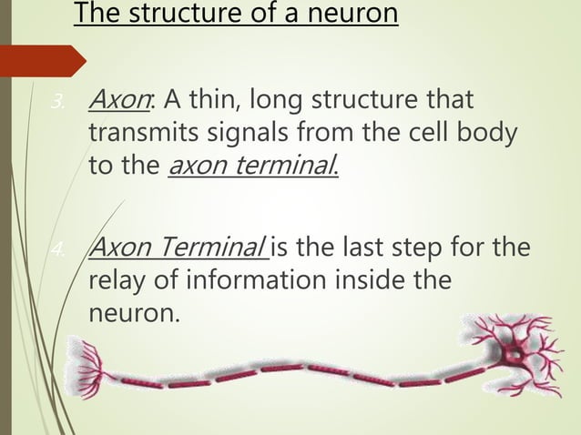 Introduction to neurons | PPTX
