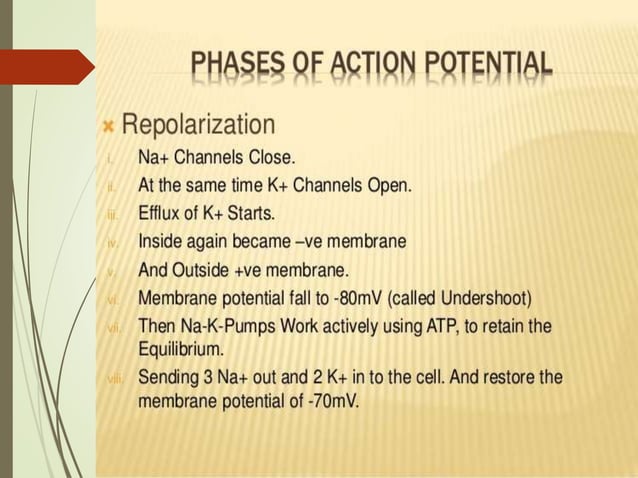 Introduction to neurons | PPTX