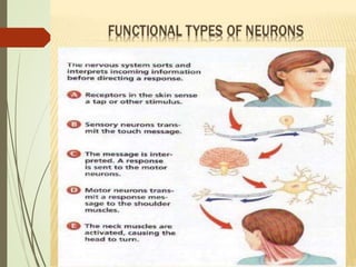 Introduction to neurons | PPTX
