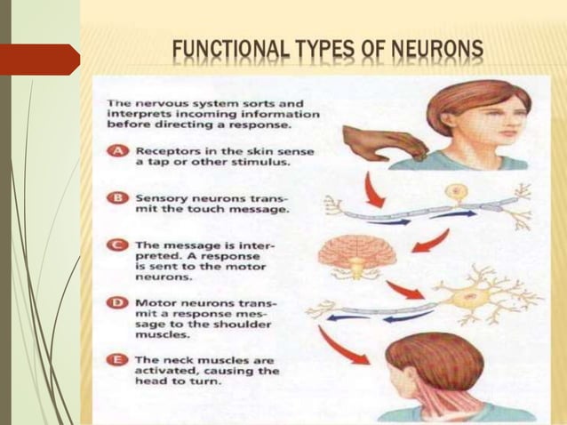 Introduction to neurons | PPTX