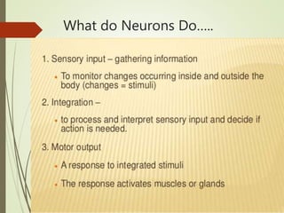Introduction to neurons | PPTX