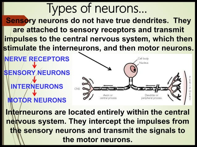 Introduction to neurons | PPTX