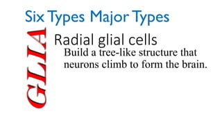 Six Types of Glial Cells | PDF