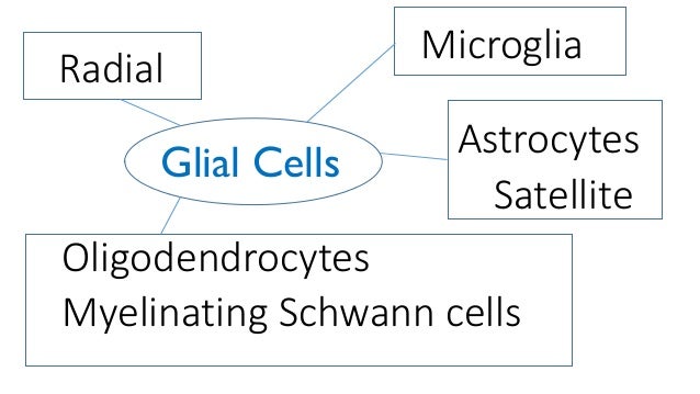 Six Types of Glial Cells