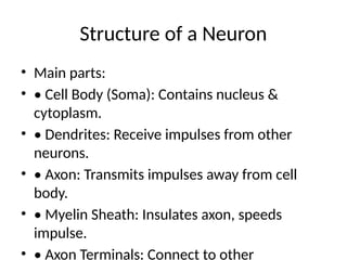 Neurons_PPT bsc nursing first sem s.pptx