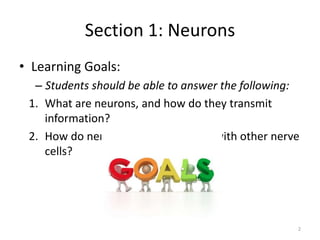 Biological Bases of Behavior: Neurons | PPT