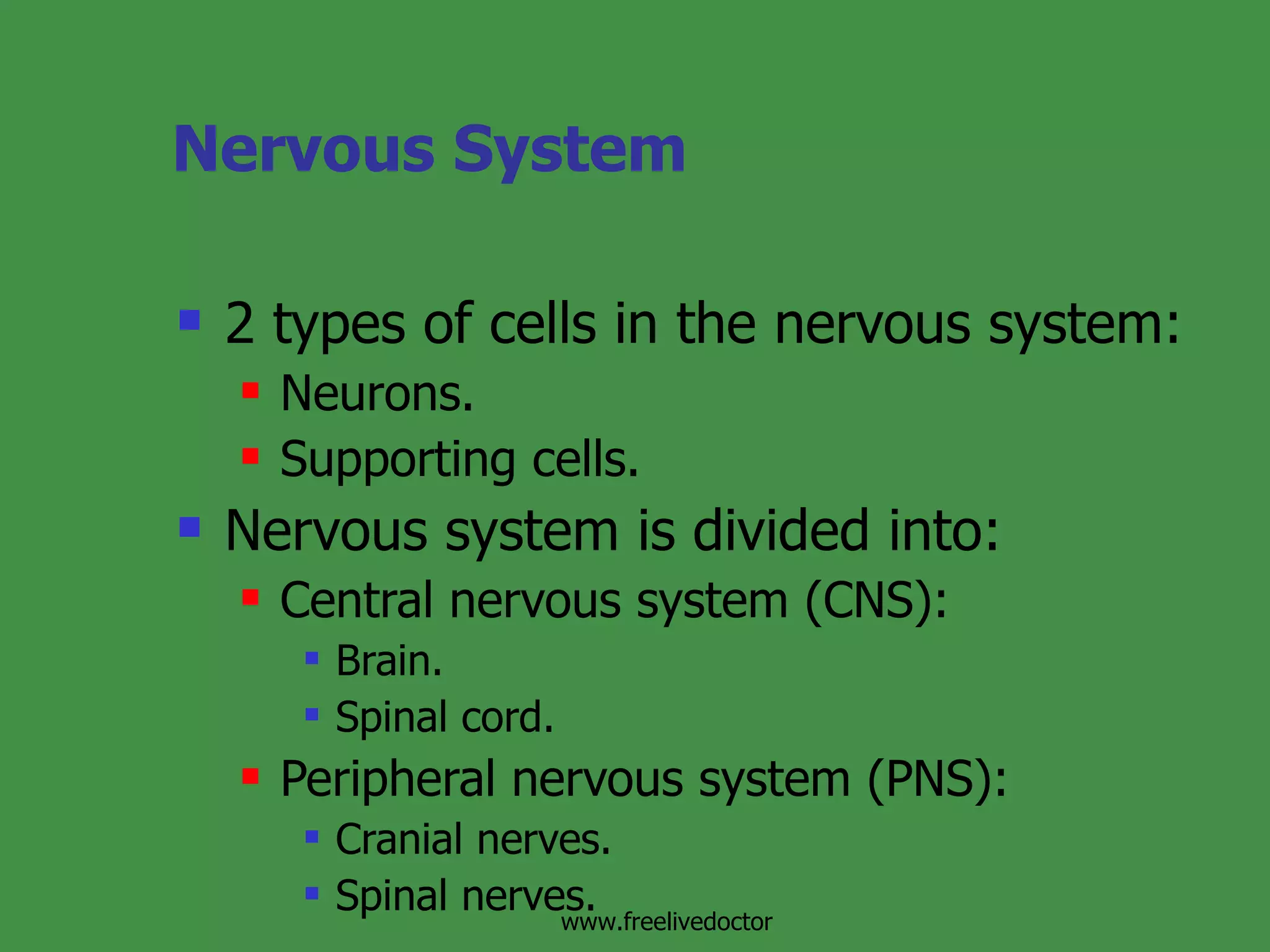 Neurons& Synapses | PPT
