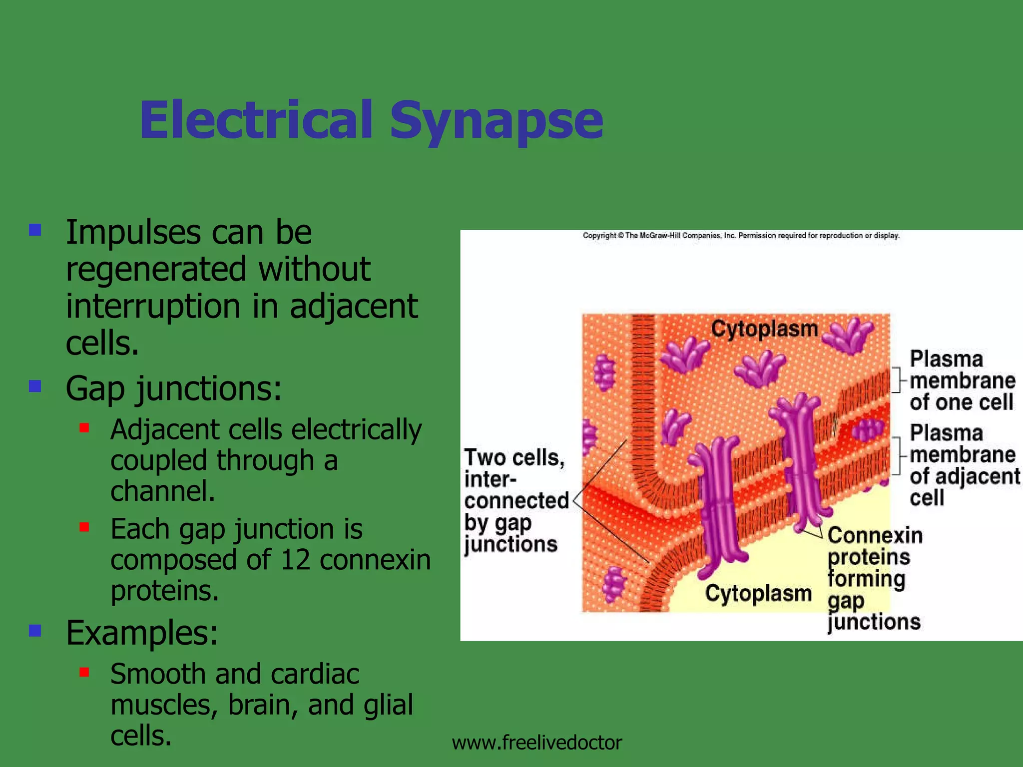 Neurons& Synapses | PPT