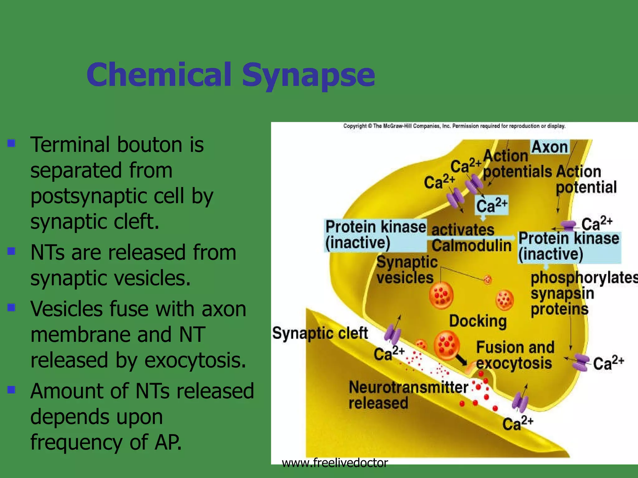 Neurons& Synapses | PPT