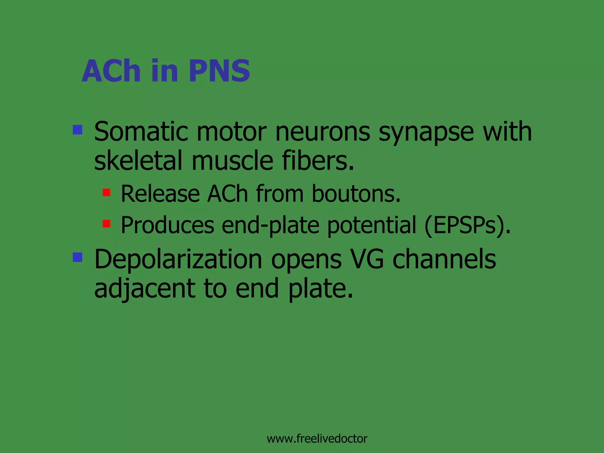 Neurons& Synapses | PPT