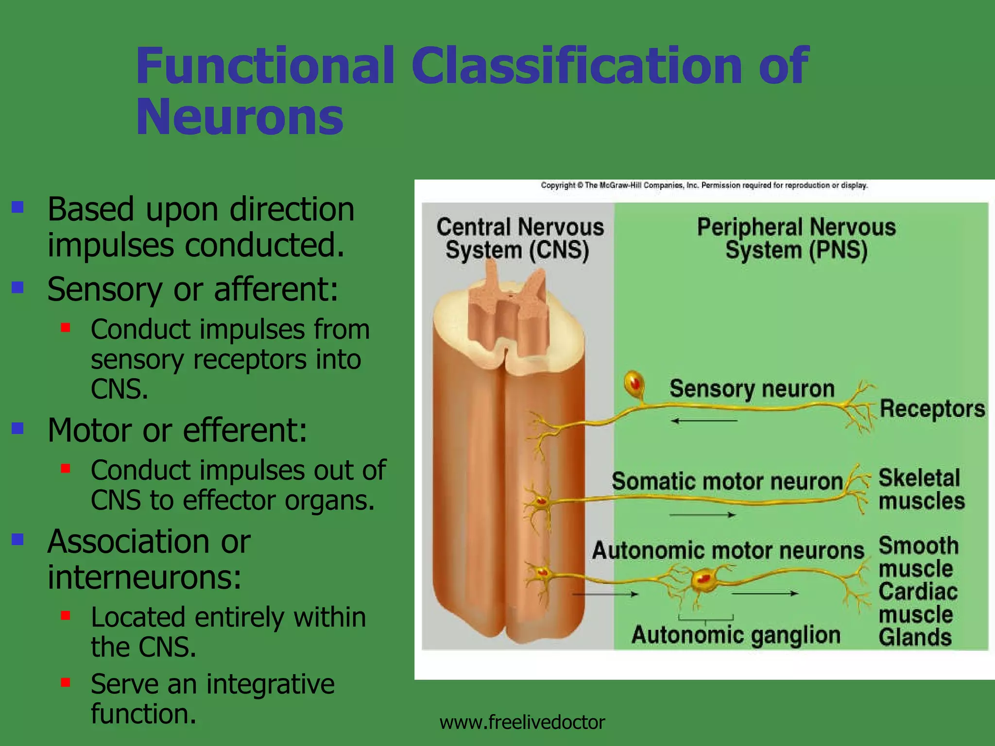 Neurons& Synapses | PPT
