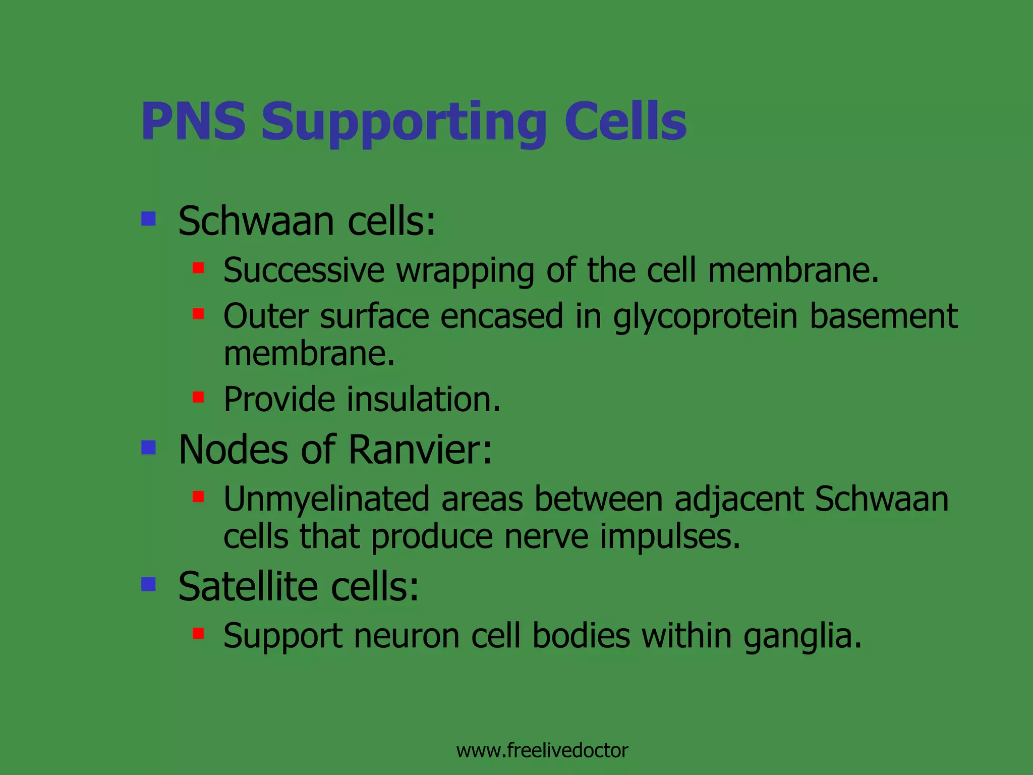 Neurons& Synapses | PPT