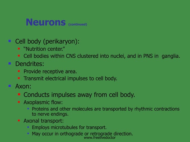 Neurons& Synapses | PPT