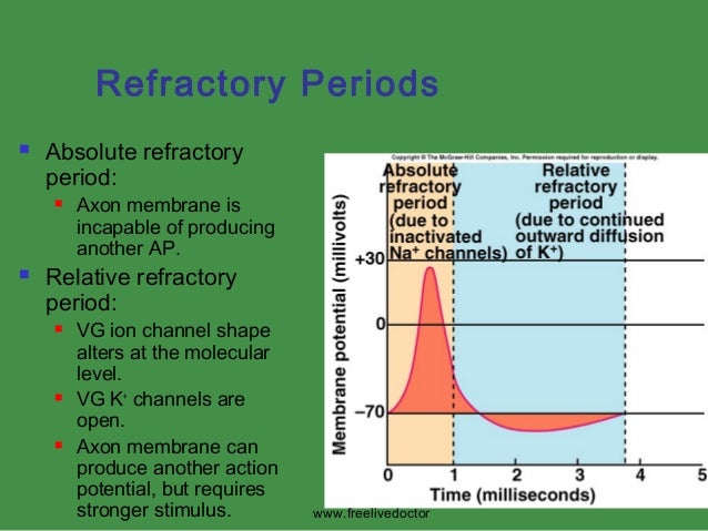 Neuronssynapses 100408015114-phpapp01