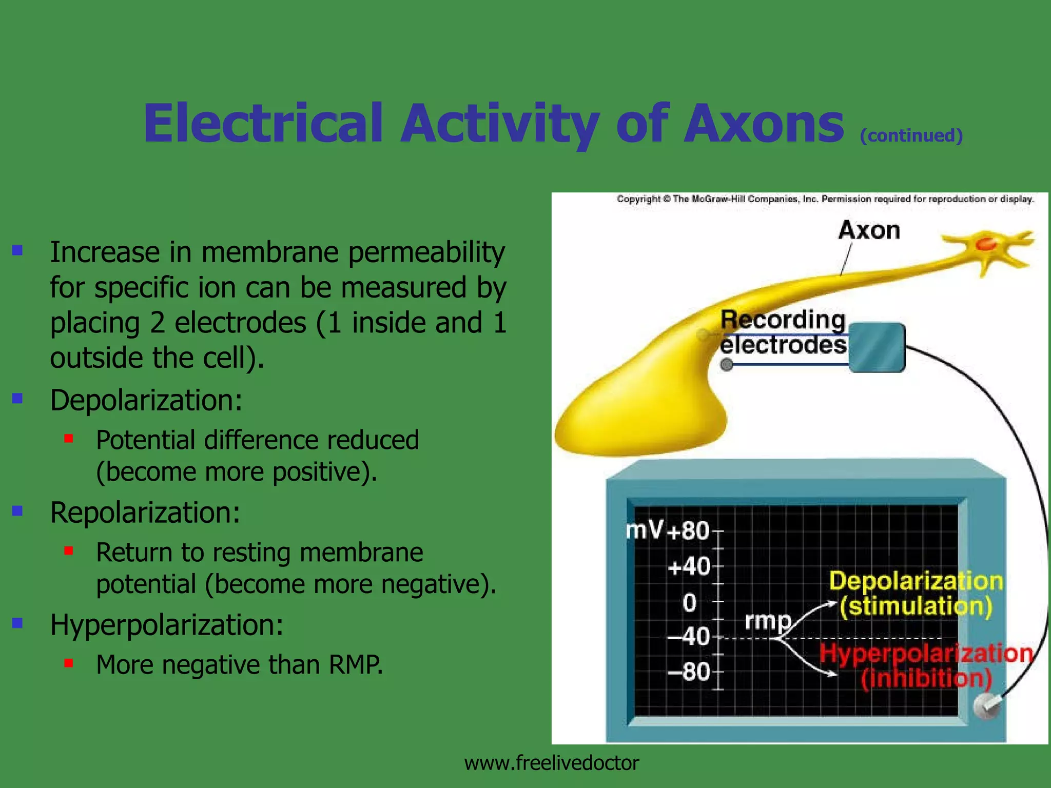 Neurons& Synapses | PPT
