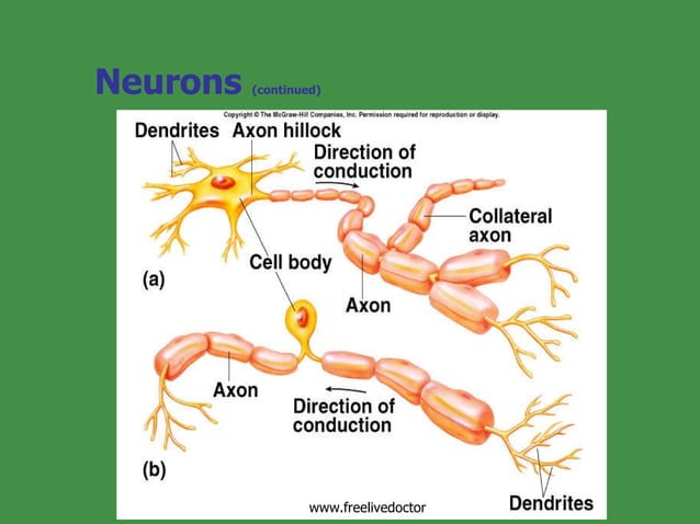 Neurons& Synapses | PPT