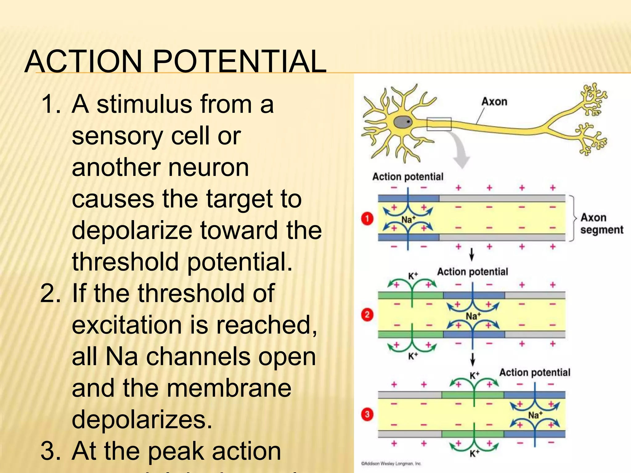 Neurons and transmission of nerve impulses | PPTX