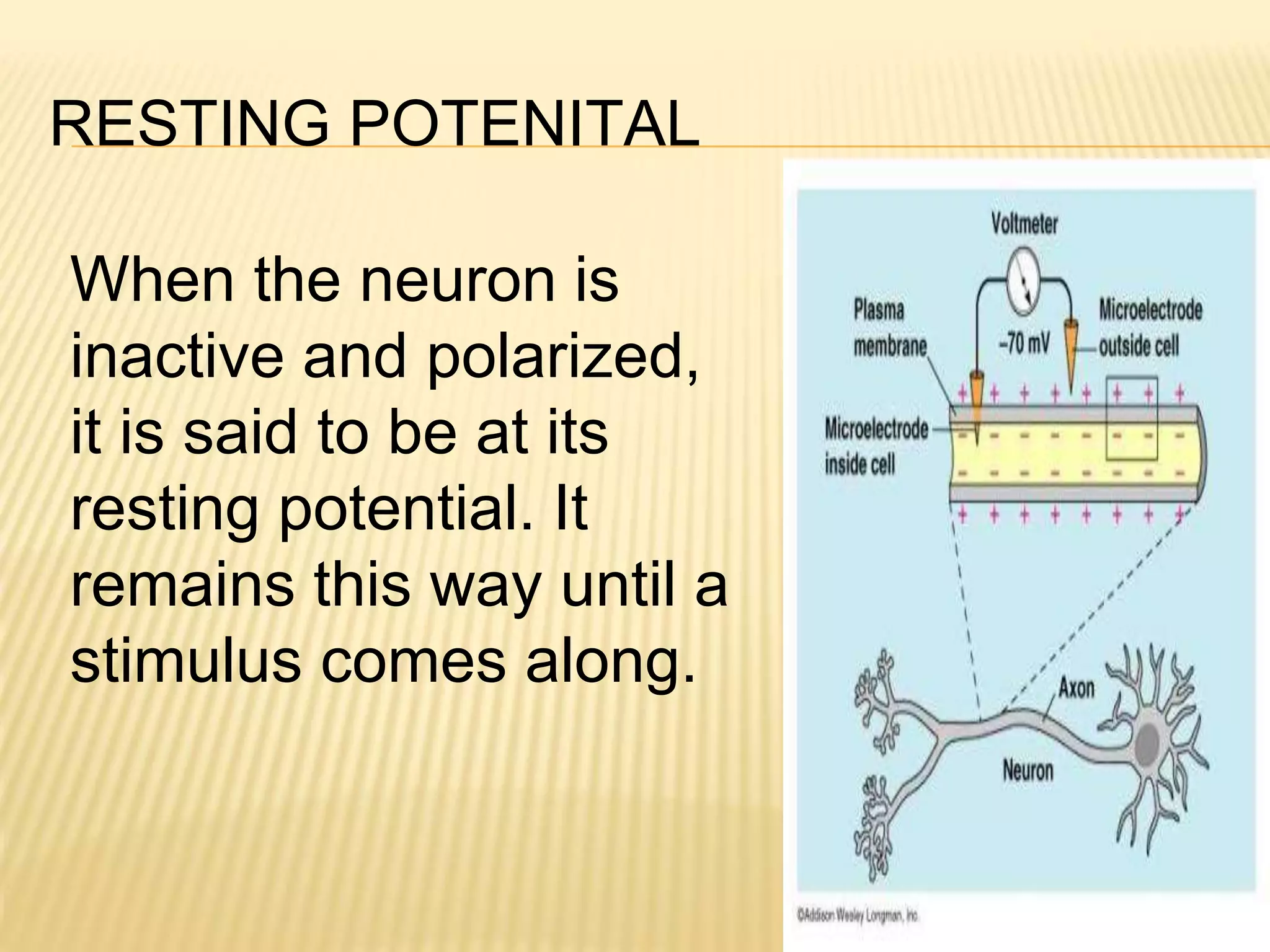 Neurons and transmission of nerve impulses | PPTX
