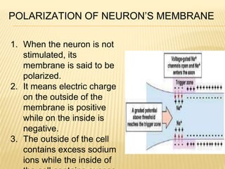 Neurons and transmission of nerve impulses | PPTX