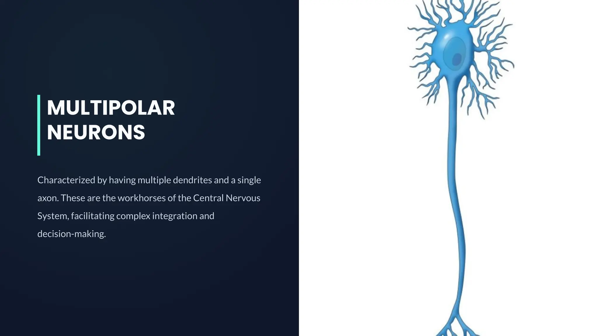 Neurons_ The Building Blocks of the Mind.pdf