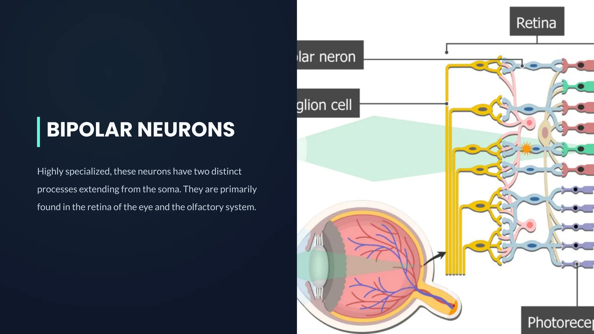 Neurons_ The Building Blocks of the Mind.pdf