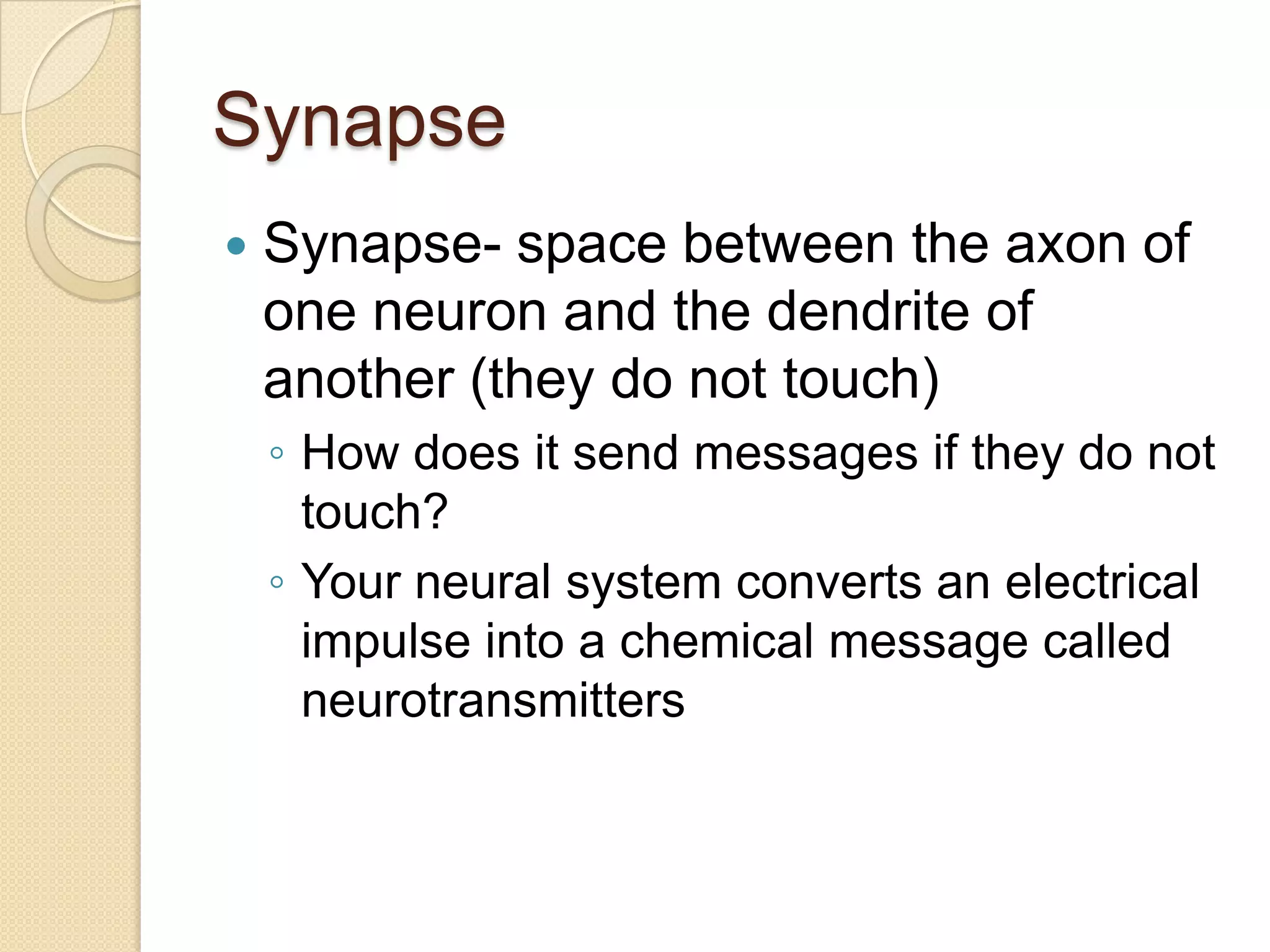 Neuron structure | PPTX