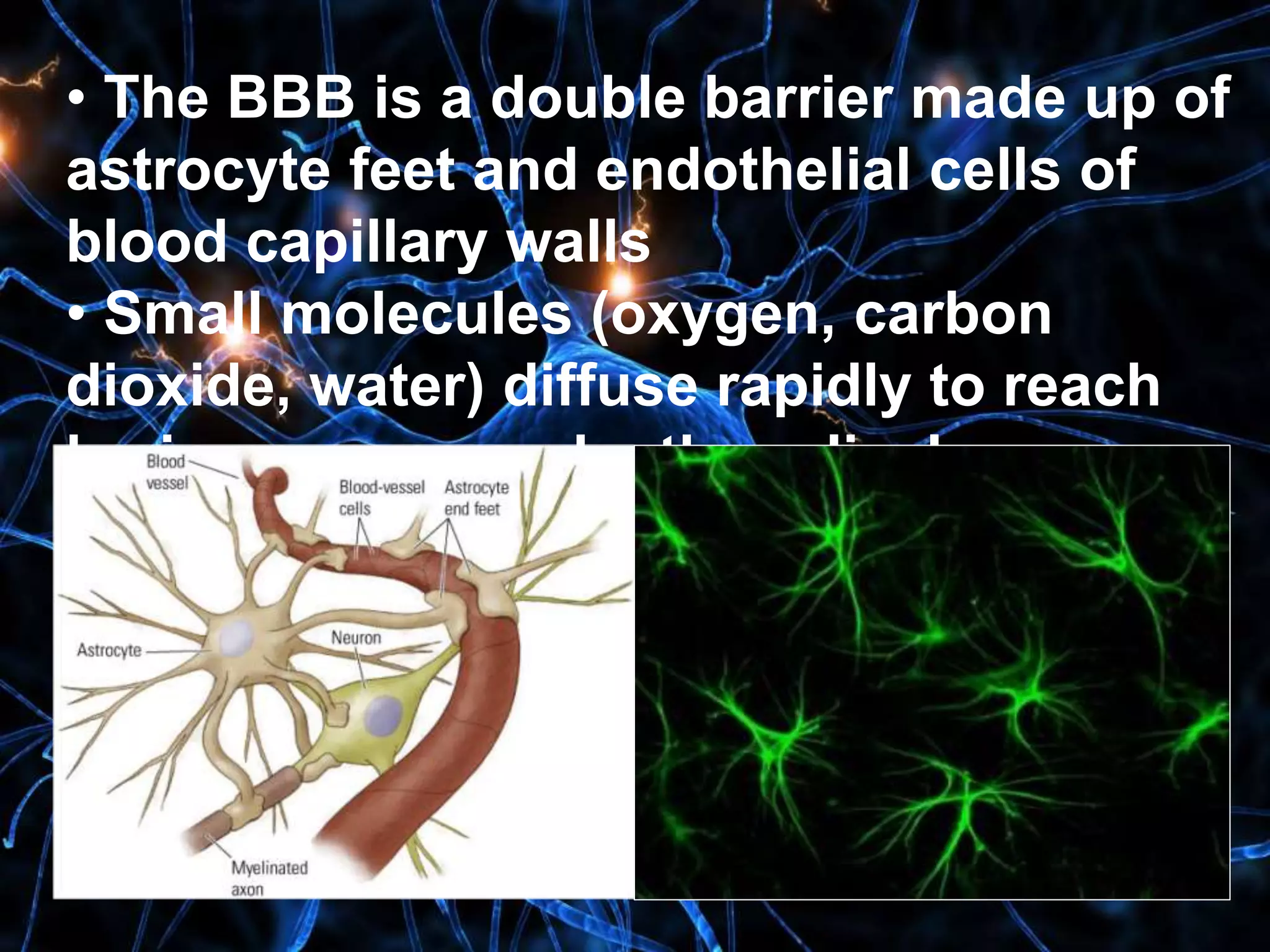 Neuron structure | PPTX
