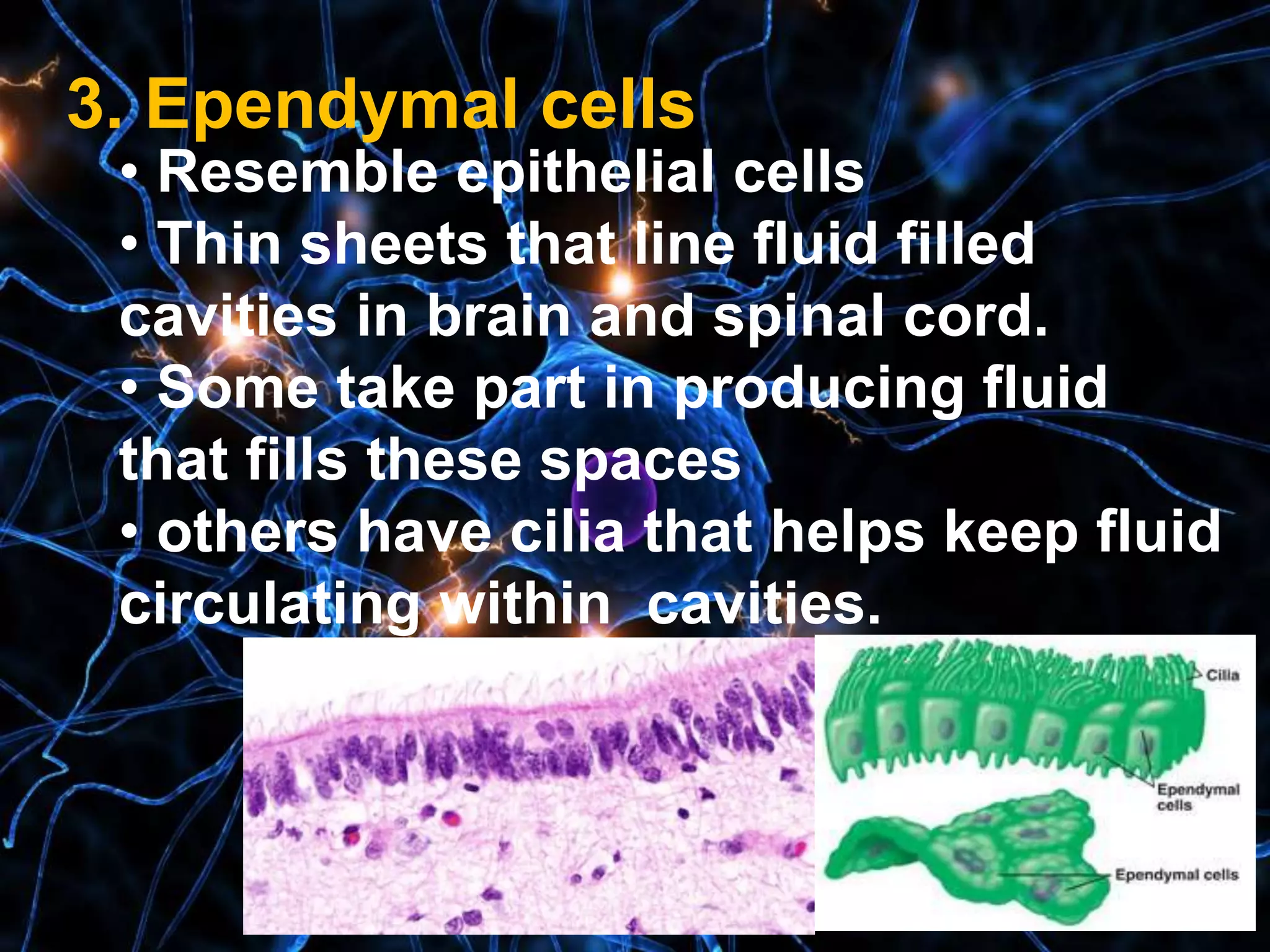 Neuron structure | PPTX