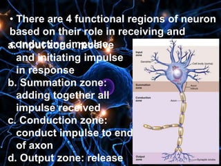Neuron structure | PPTX