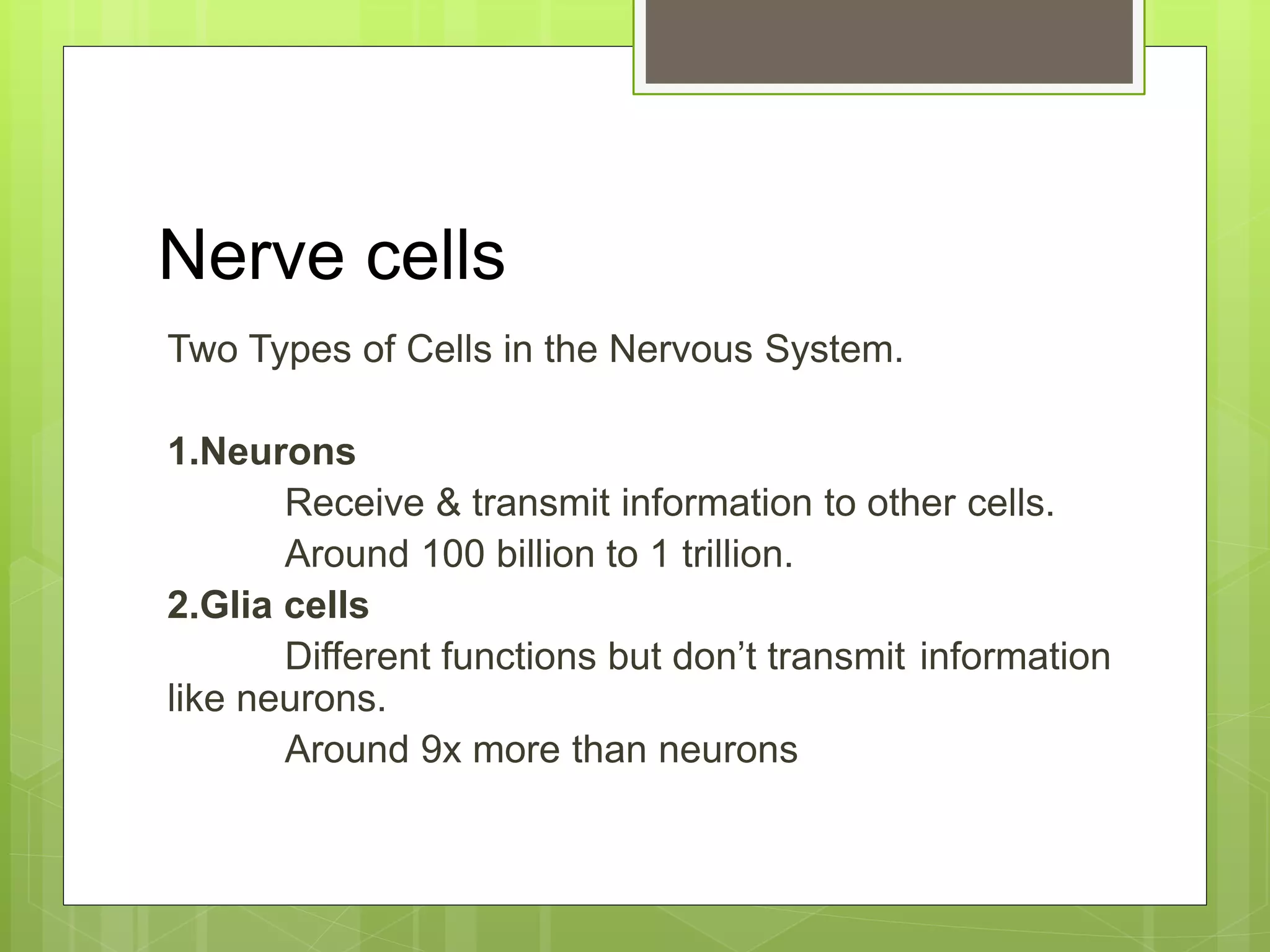 Neuron structure and nerve cells | PPTX