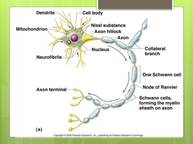 Neuron structure and nerve cells | PPTX