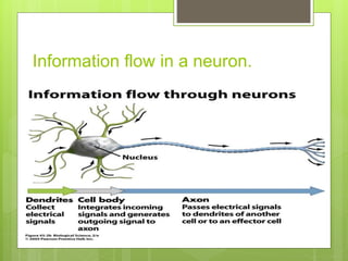 Neuron structure and nerve cells | PPTX
