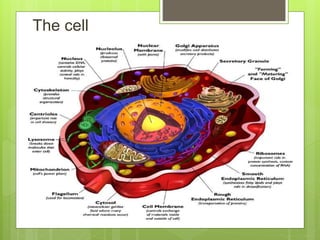 Neuron structure and nerve cells | PPTX