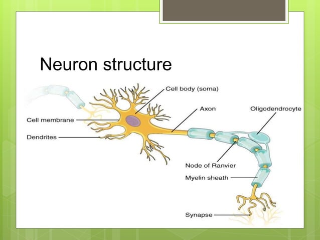 Neuron structure and nerve cells | PPTX