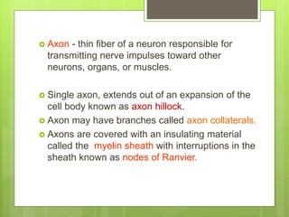 Neuron structure and nerve cells | PPTX