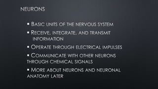 Neuron Structure and Types | PPT