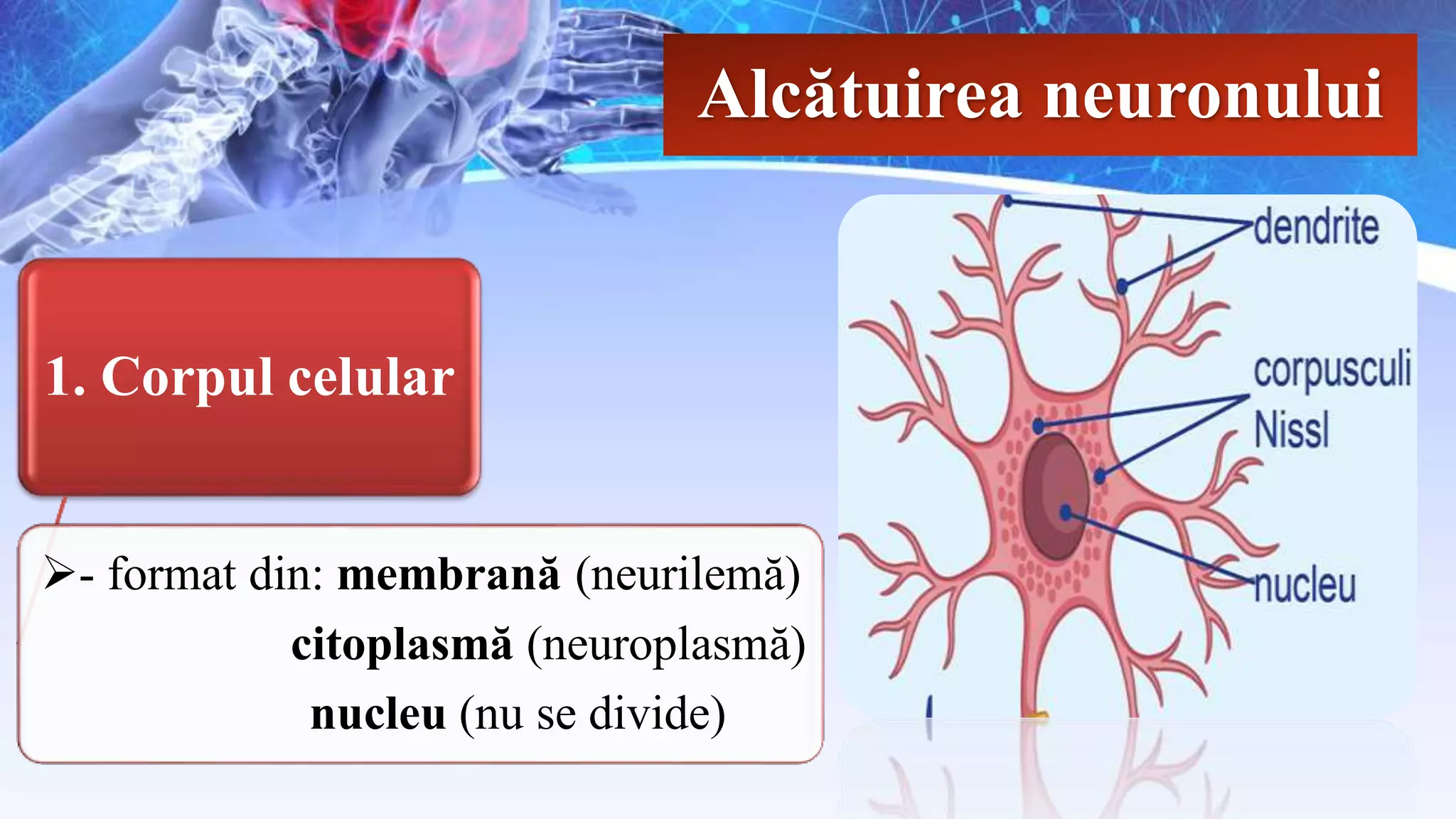 neuronul (1).pdf