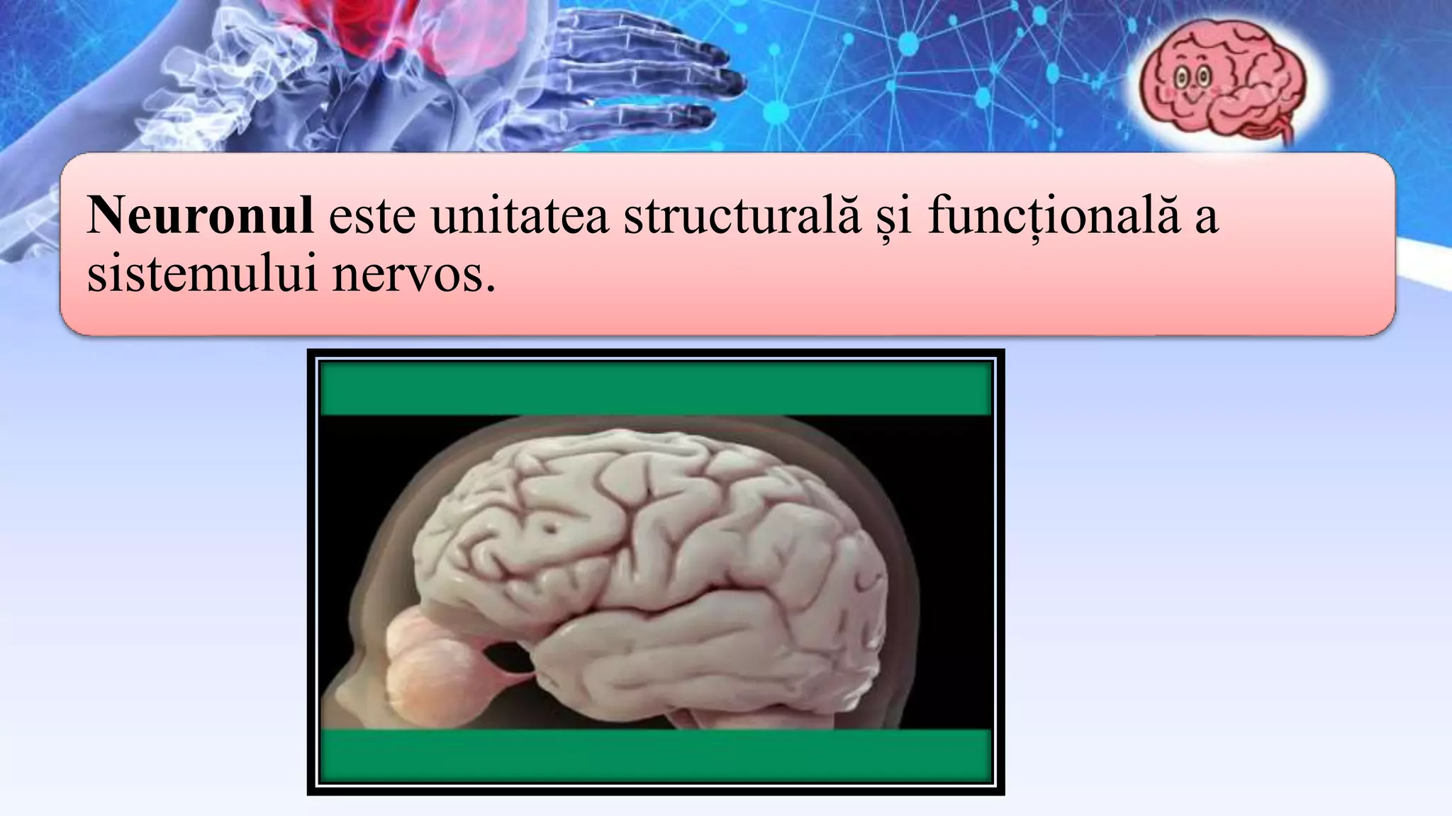 neuronul (1).pdf