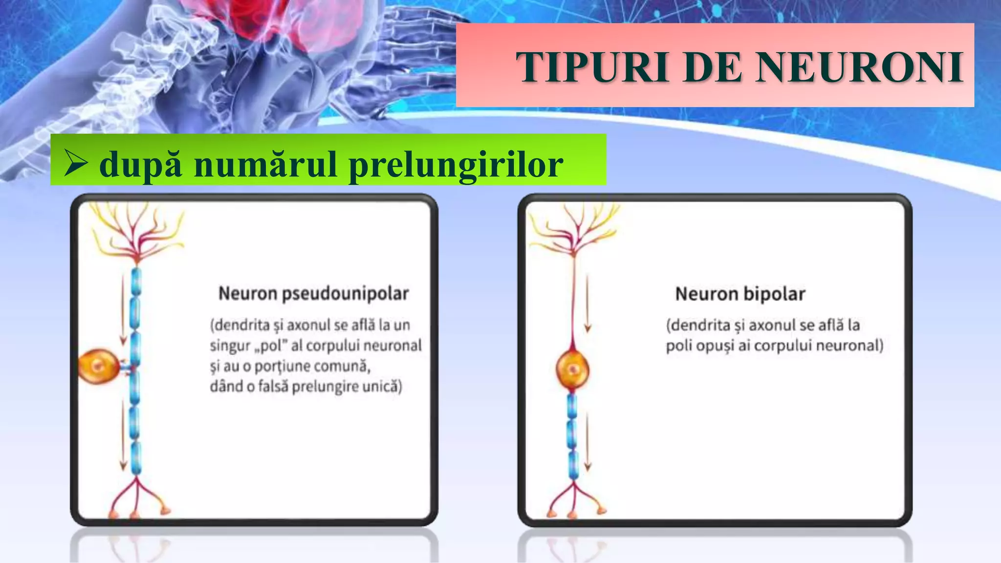 neuronul (1).pdf