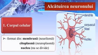 neuronul (1).pdf