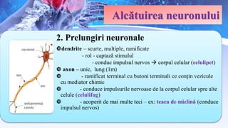 neuronul (1).pdf